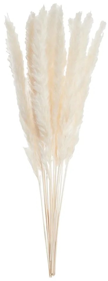 FLOWER MARKET Svazek pampové trávy 30 cm