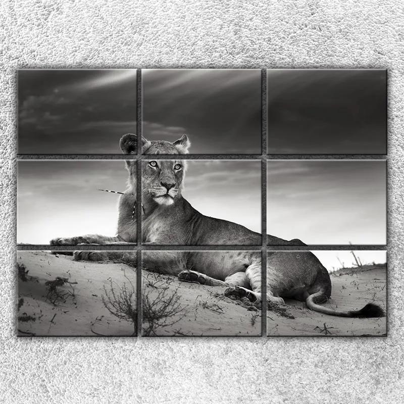 IMPAR Foto na plátno Ležící lvice 210x150 cm
