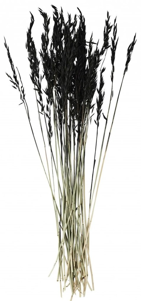 MADAM STOLTZ Dekorativní sušené květy Black 85 cm, černá barva, přírodní barva