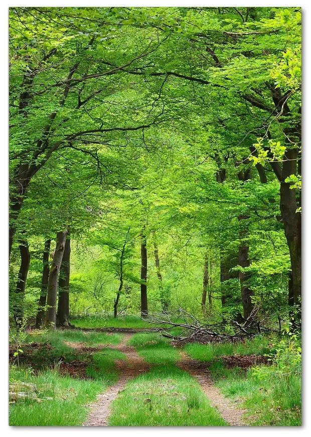 Wallmuralia Moderní akrylový fotoobraz Zelený les 70x100 cm