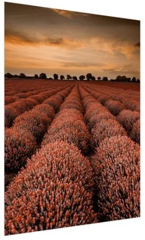 Fototapeta Oranžová krajina levandule 150x200cm FT4636A_2M