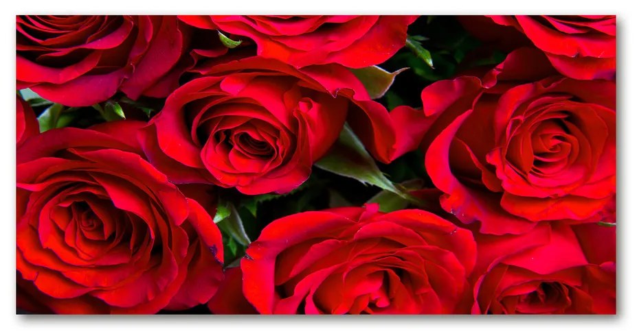 Wallmuralia Foto obraz akrylový na stěnu Červené růže 120x60 cm