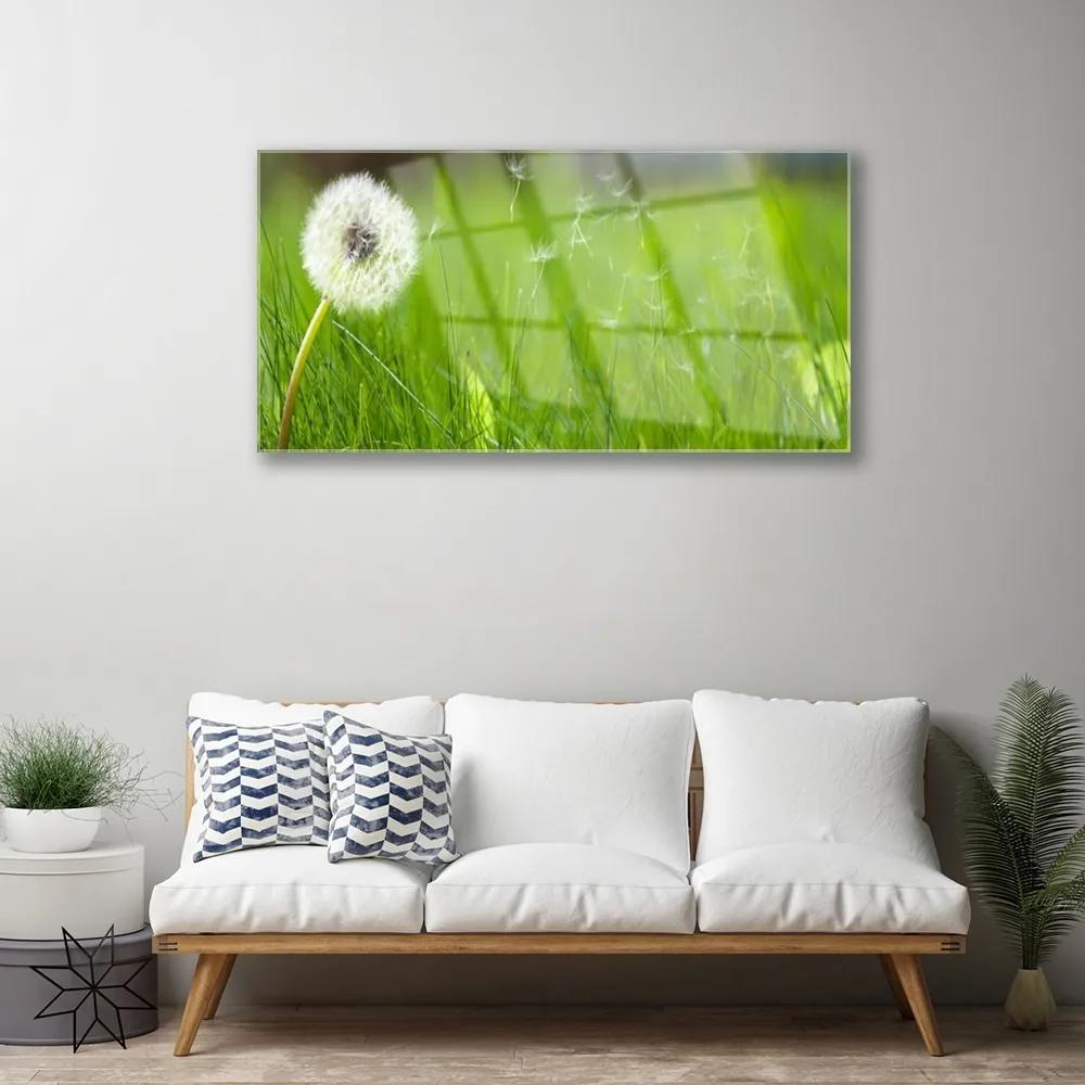Obraz na skle Pampeliška Tráva Rostlina 125x50 cm