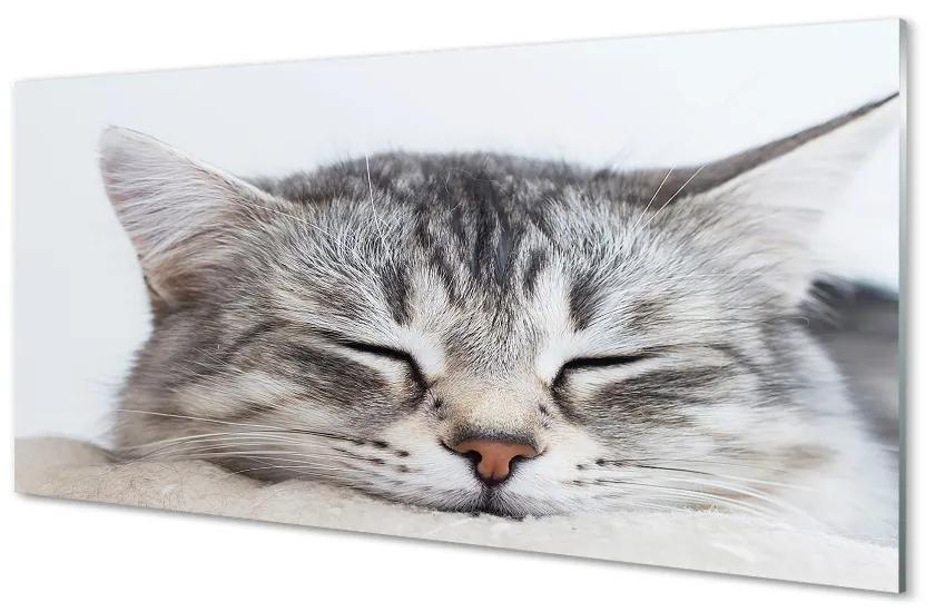 Obraz na skle ospalá kočka 120x60 cm