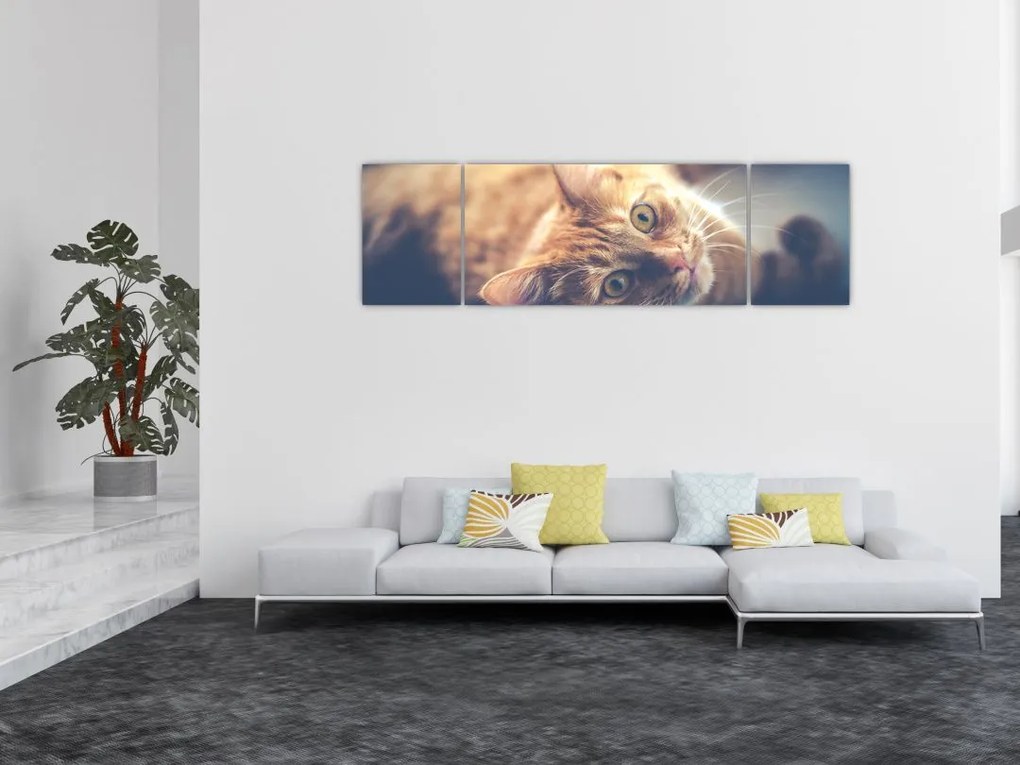 Obraz kočky na podlaze (170x50 cm)