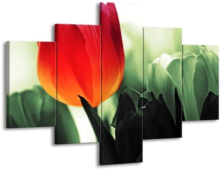 Vyjímečný tulipán 100x70 cm