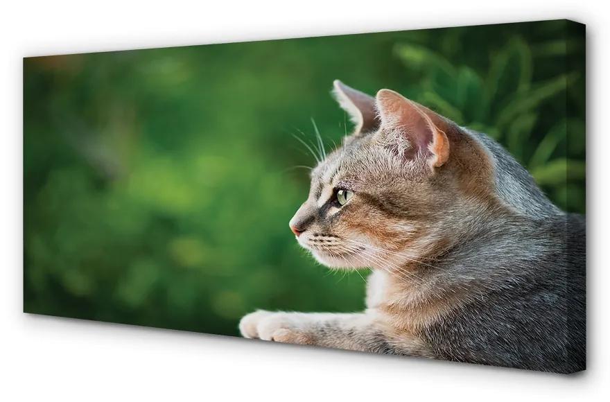 Obrazy na plátně vypadající kočka 125x50 cm
