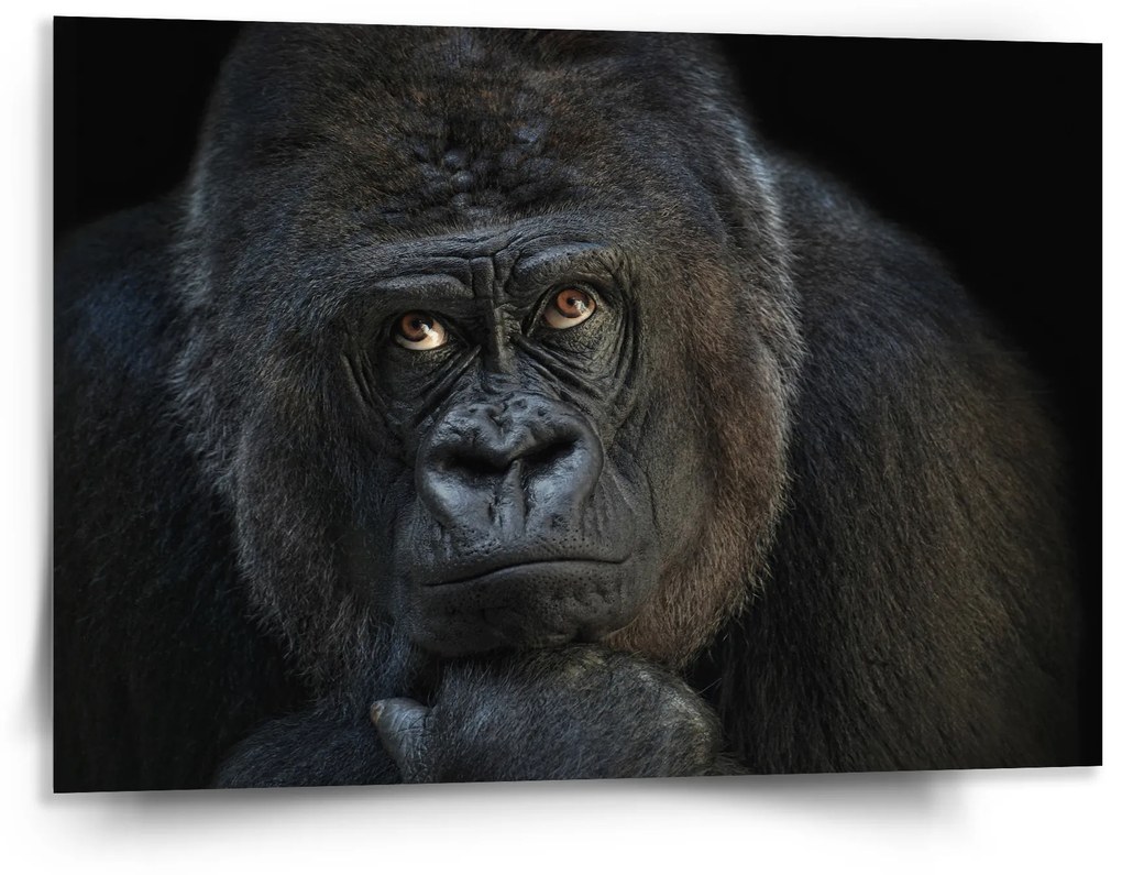 Obraz - Gorila 150x110 cm