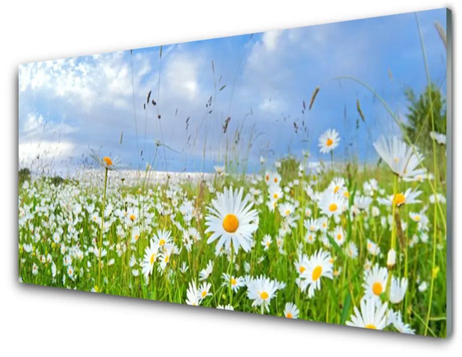 akrylový obraz Louka Sedmikrásky Příroda 140x70 cm