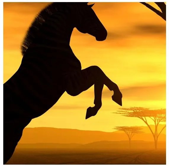 Obraz siluety koně (30x30 cm), 40 dalších rozměrů