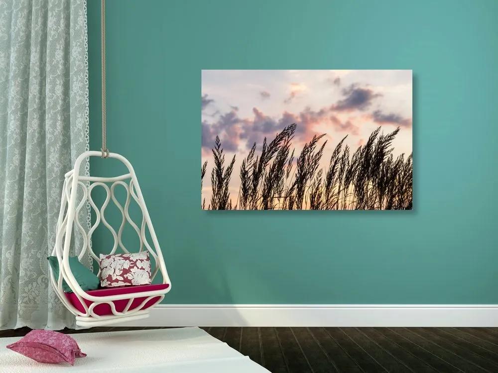 Obraz stébla polní trávy - 90x60 cm