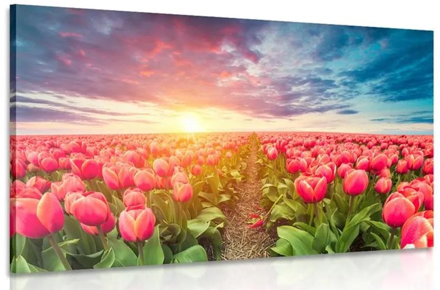 Obraz východ slunce nad loukou s tulipány Varianta: 120x80