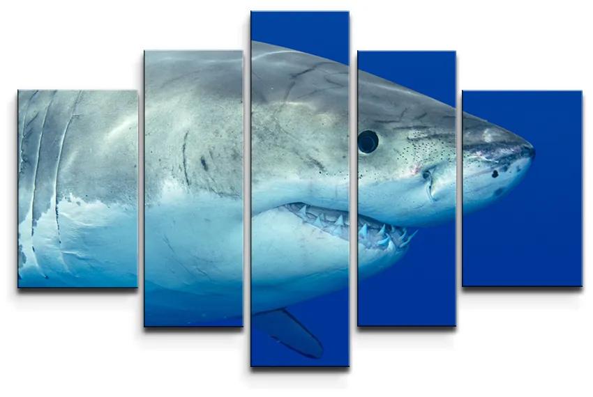 Sablio Obraz - 5-dílný Žralok - 125x90 cm