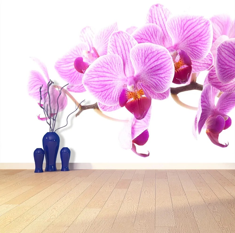 Fototapeta Růžová orchidej 104x70