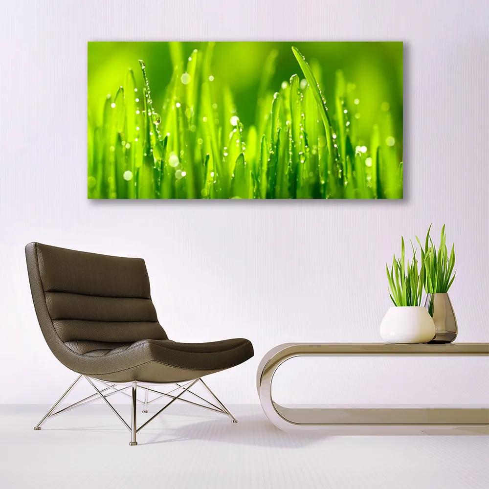 Plexisklo-obraz Zelená Tráva Kapky Rosy 120x60 cm