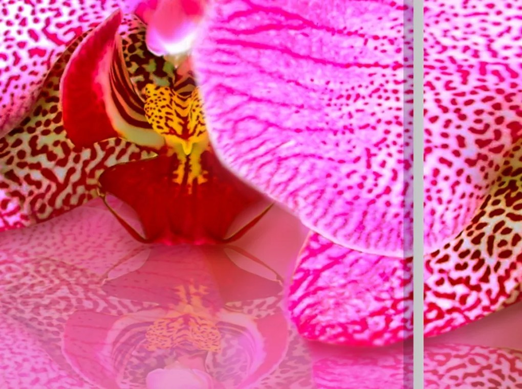 Malvis ® Vícedílný obraz - Růžové orchideje Velikost: 150x70 cm