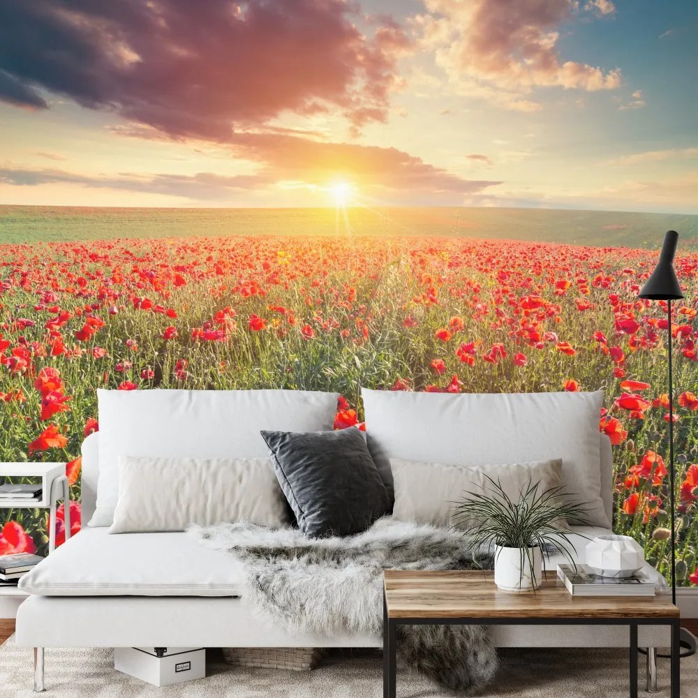 Fototapeta Poppy Field Hladký vinyl 254x184