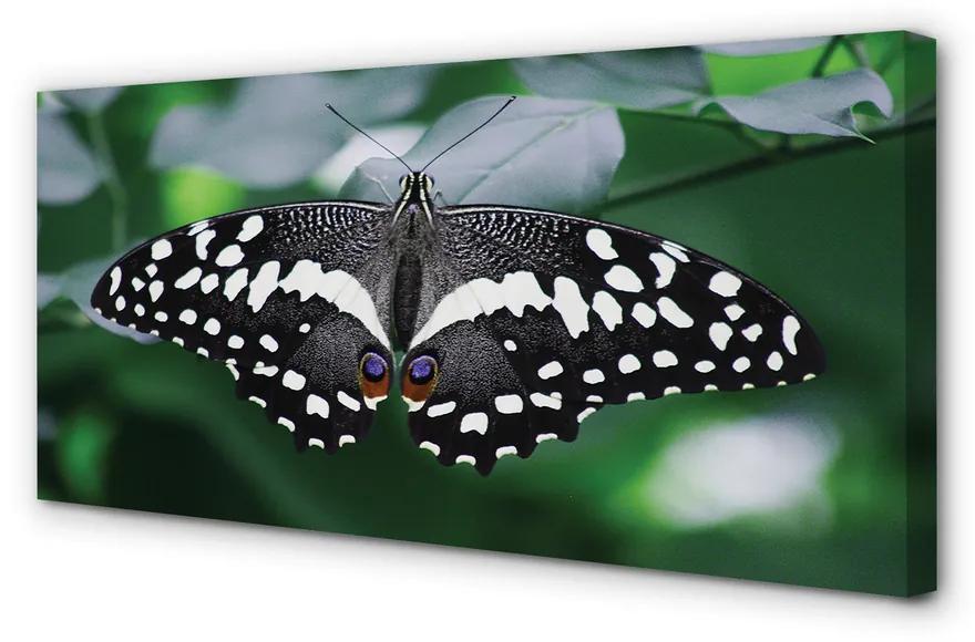 Obrazy na plátně Barevný motýl listí 140x70 cm