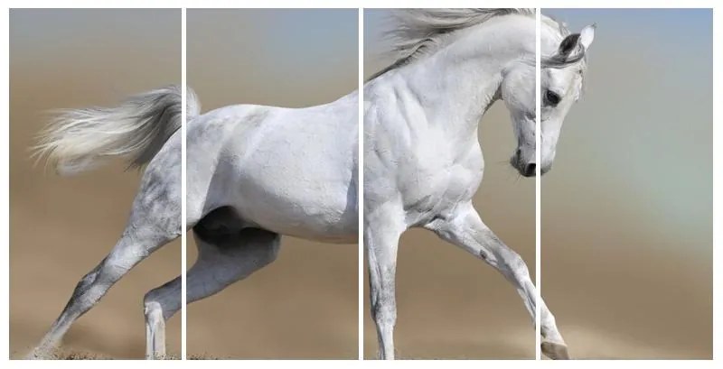 Obraz bílého koně v pohybu  (160x80 cm), 40 dalších rozměrů