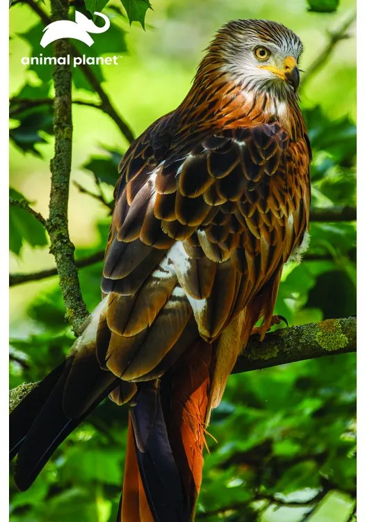 PRIME 3D PUZZLE - Červený drak Milvus 150 ks