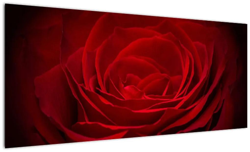 Makro růže - obraz (100x40cm)