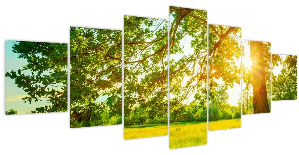 Obraz - Slunečný les (210x100 cm)