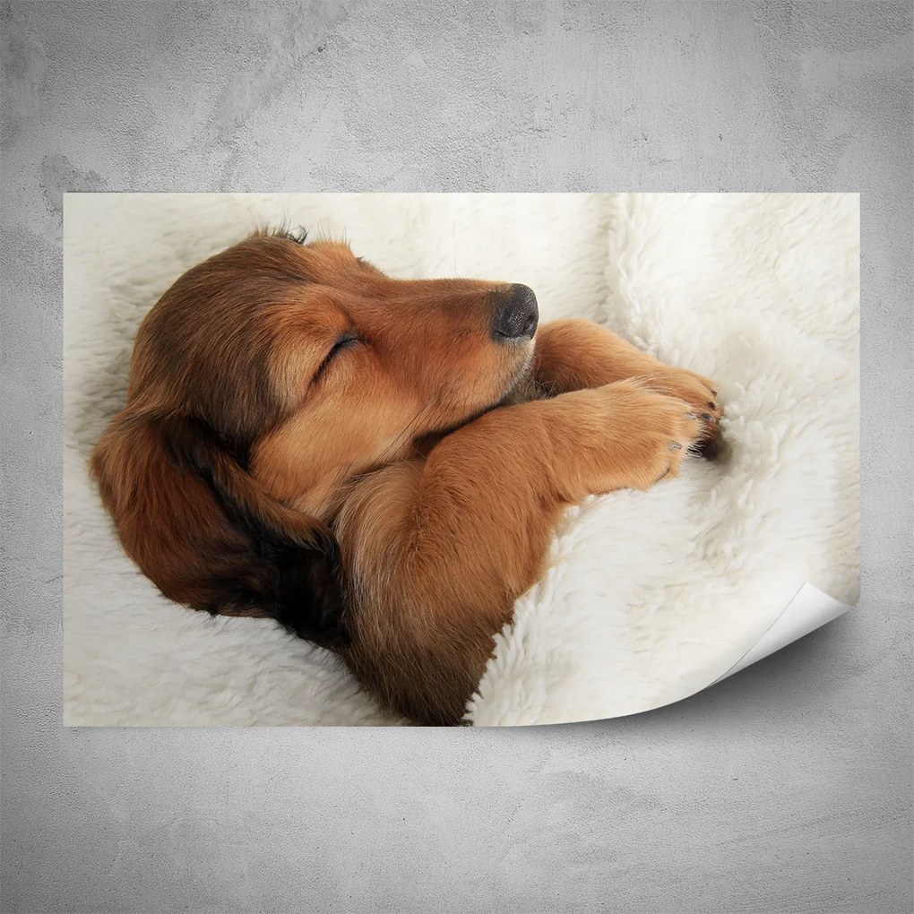 Plakát - Spící štěně (60x40 cm) - PopyDesign