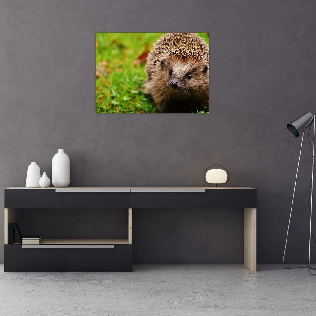 Skleněný obraz ježka (70x50 cm)