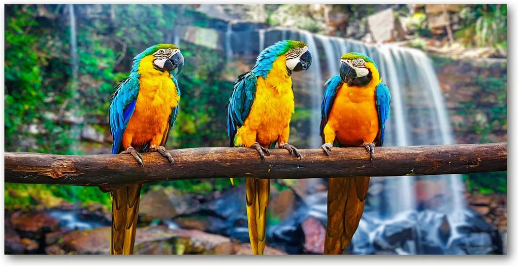 Foto obraz skleněný horizontální Papoušci na větvi | BIANO