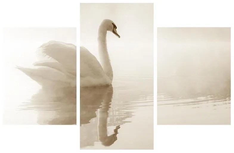 Obraz labutě (90x60 cm)