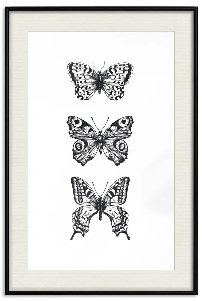Plakát Tři různé motýly - jednoduchá černobílá kompozice s okřídleným hmyzem