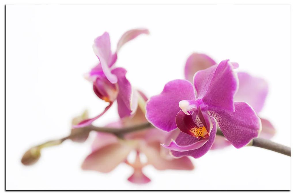 Obraz na plátně - Orchidej květ izolována na bílém pozadí 1222A (75x50 cm)