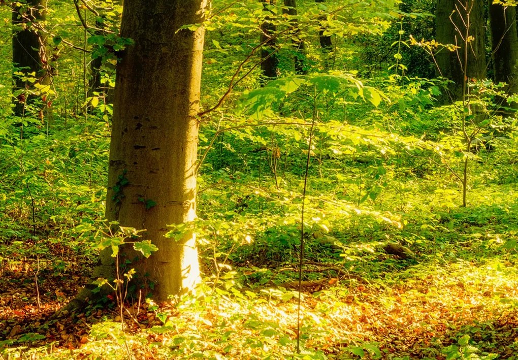 Obraz Ranní rozbřesk + háčky a hřebíčky ZDARMA Velikost (šířka x výška): 200x80 cm