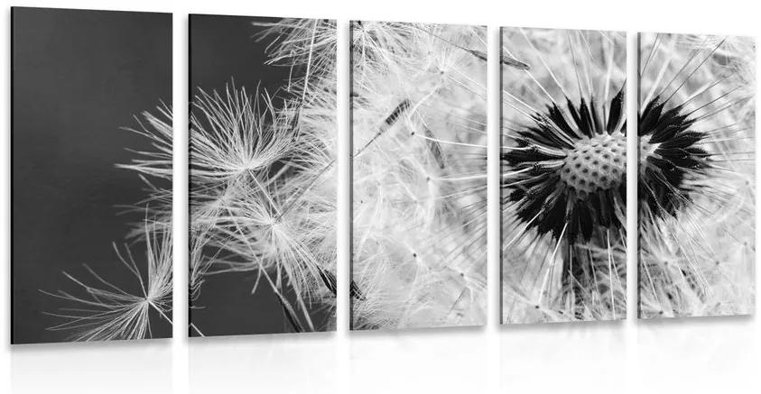 5-dílný obraz semínka pampelišky v černobílém provedení Varianta: 200x100