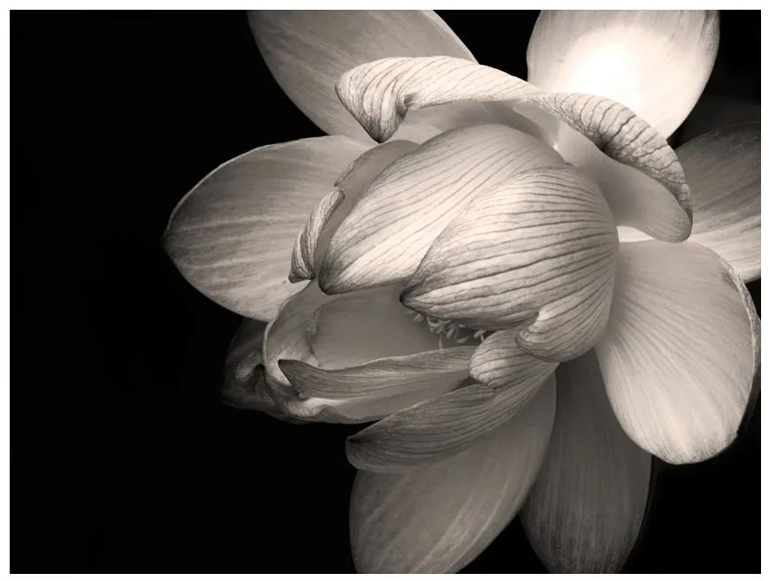 Fototapeta - Květ lotosu