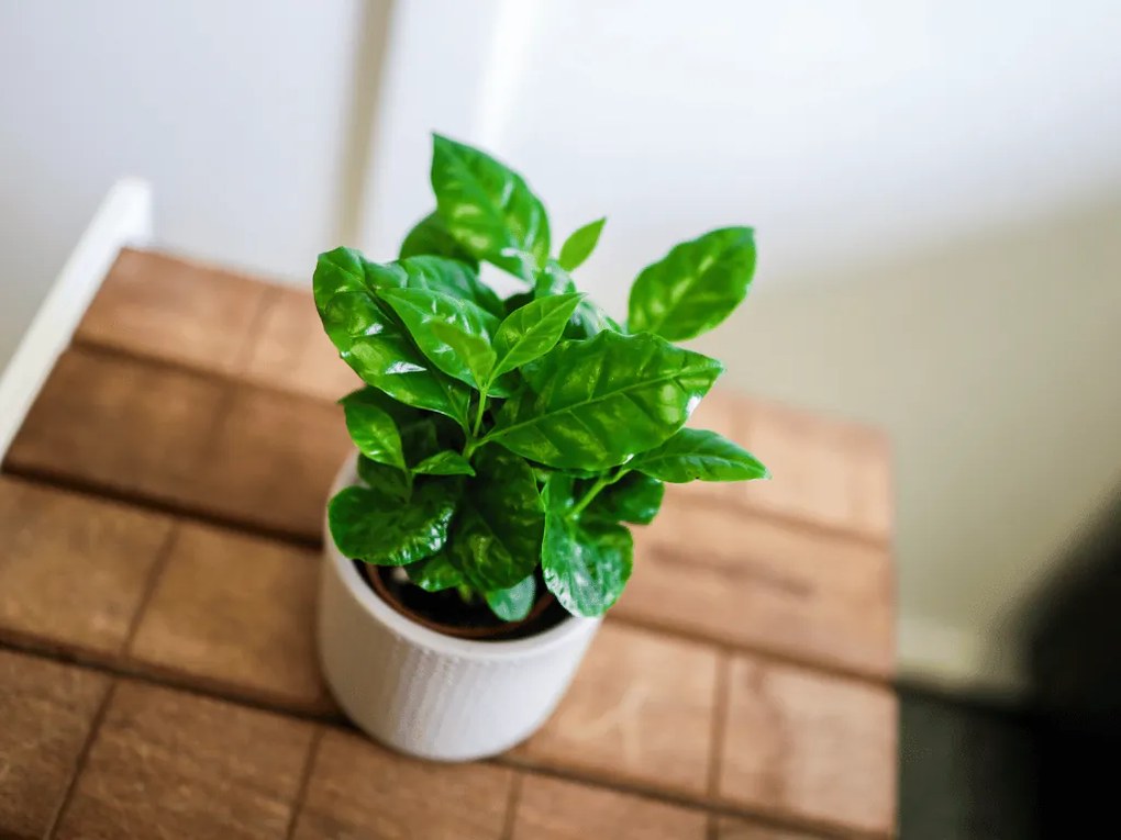 Coffea arabica, průměr 12 cm