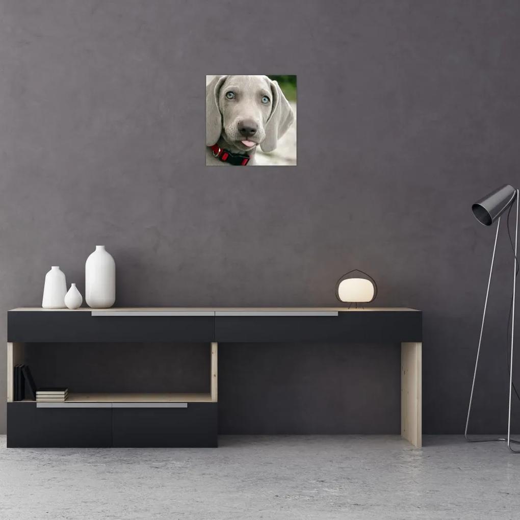 Obraz - štěně výmarský ohař (30x30 cm)