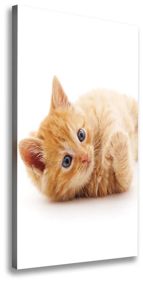 Wallmuralia Foto obraz canvas Malá červená kočka 50x100 cm