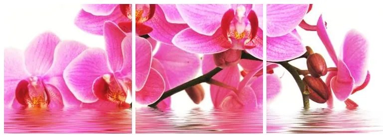 Obraz růžových květina na hladině  (120x40 cm), 40 dalších rozměrů
