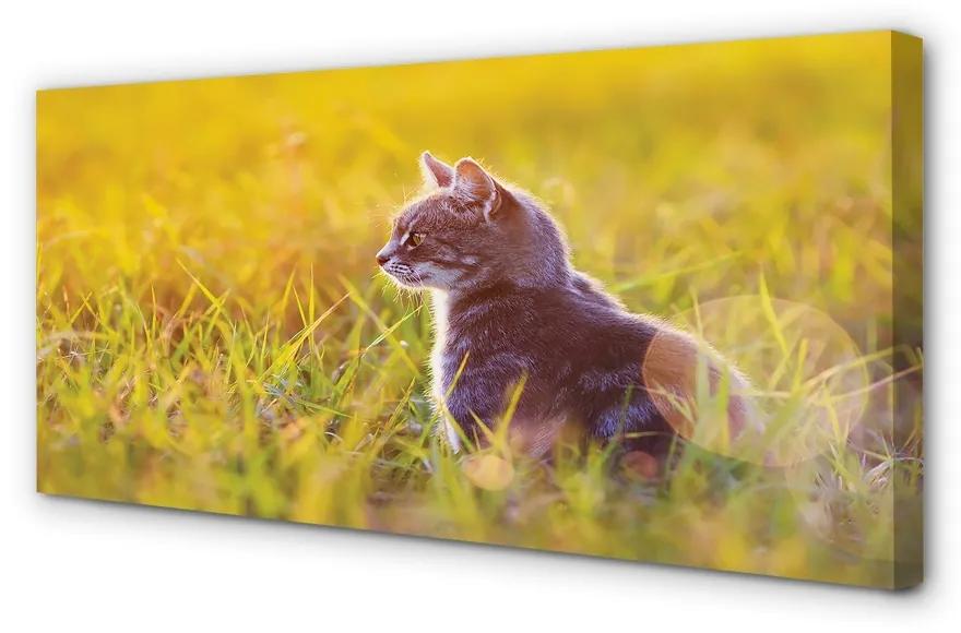 Obrazy na plátně lov cat 100x50cm