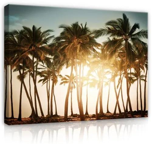 Obraz na plátně palmy při západu slunce 70 x 50 cm