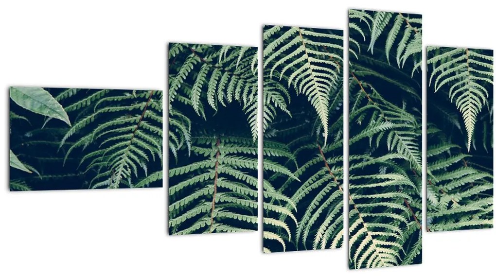 Obraz listů kapradin (110x60 cm), 40 dalších rozměrů