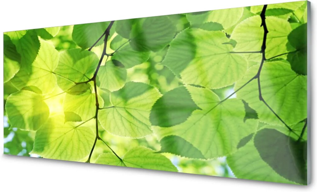 Plexisklo obraz Listy Příroda Rostlina