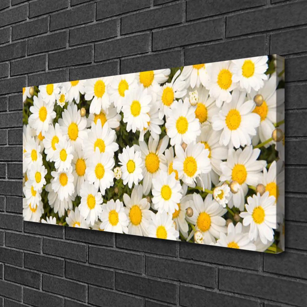 Obraz na plátně Sedmikrásky Květiny 125x50 cm