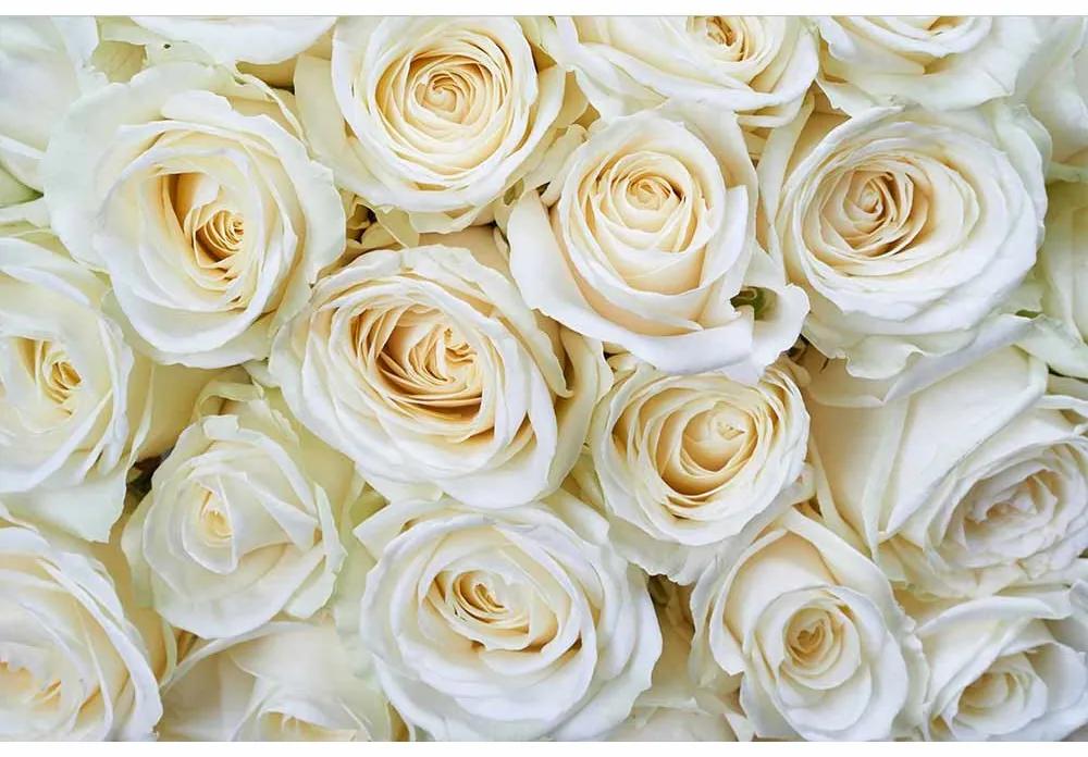 Vliesová fototapeta Bílé růže 375 x 250 cm + lepidlo zdarma / MS-5-0137 vliesové fototapety na zeď DIMEX