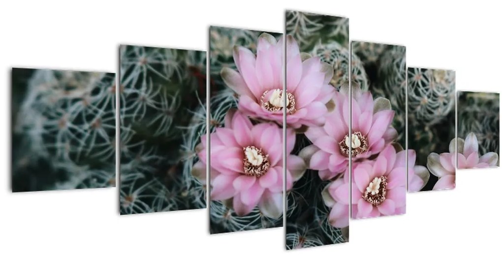 Obraz květ kaktusu (210x100 cm)