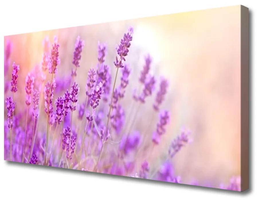 Obraz na plátně Levandulové Pole Slunce Květiny 100x50 cm