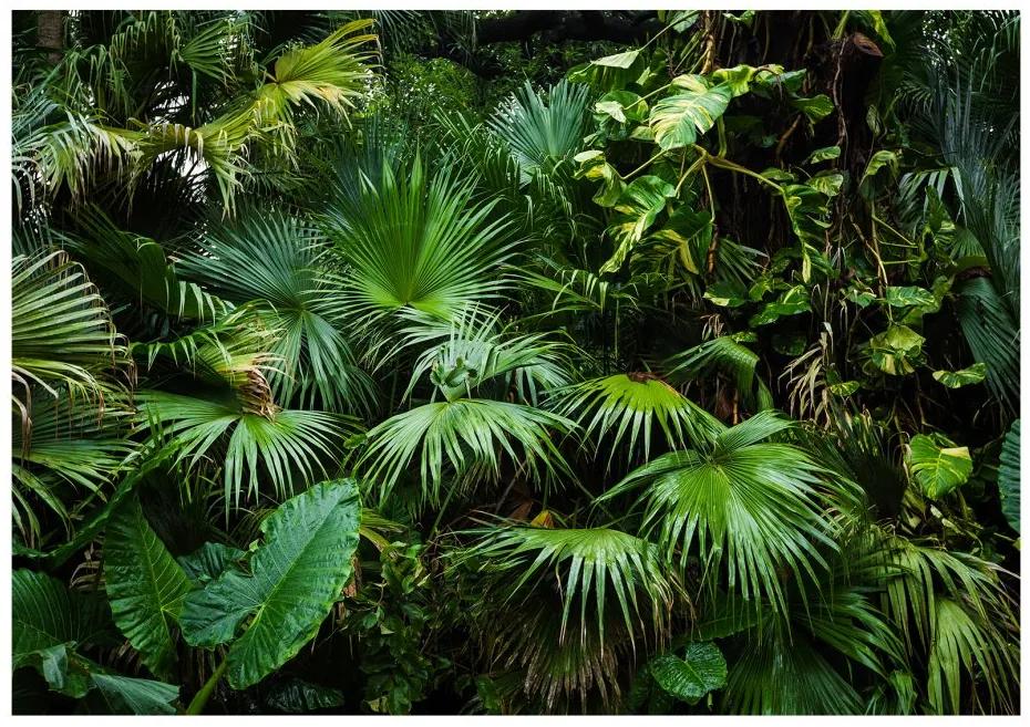 Samolepící fototapeta - Slunečná džungle 245x175