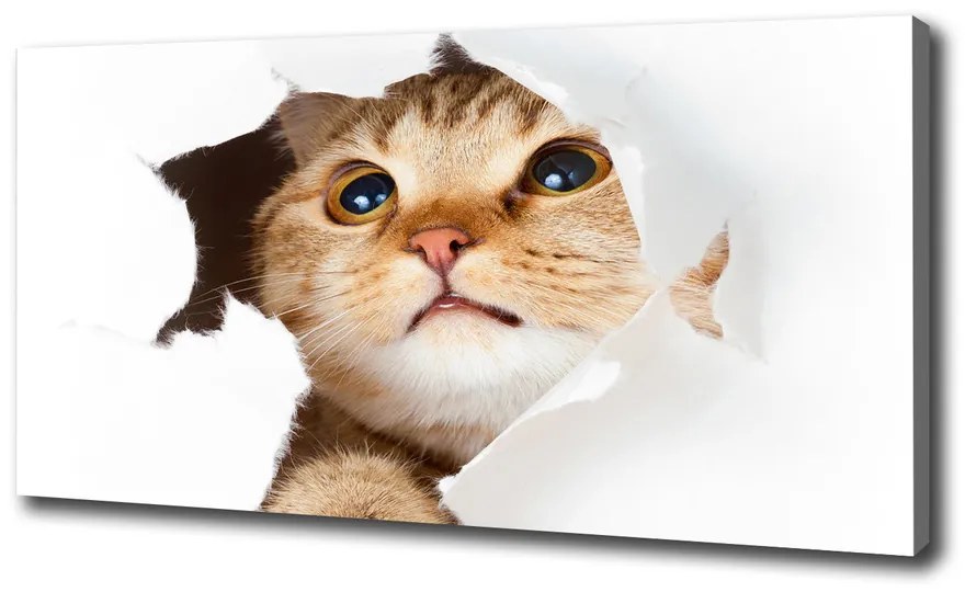 Wallmuralia Moderní fotoobraz canvas na rámu Kočka v díře 100x50 cm