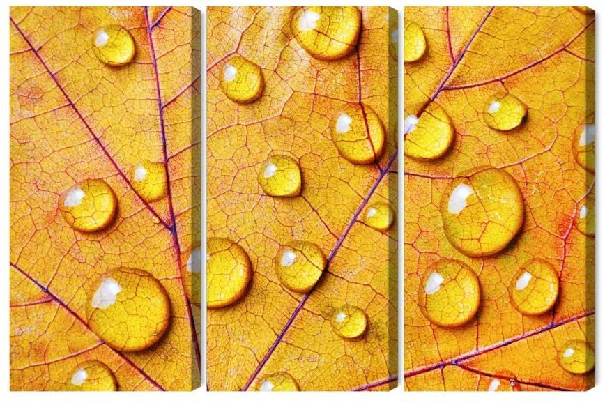 Vícedílný obraz Kapky Vody Na Podzimní Listí Makro Nedostatek Nedostatek Plátno Canvas 120x80